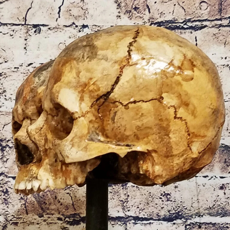 Conjoined Twins Human Skull Sculpture or Planter – NalaGila