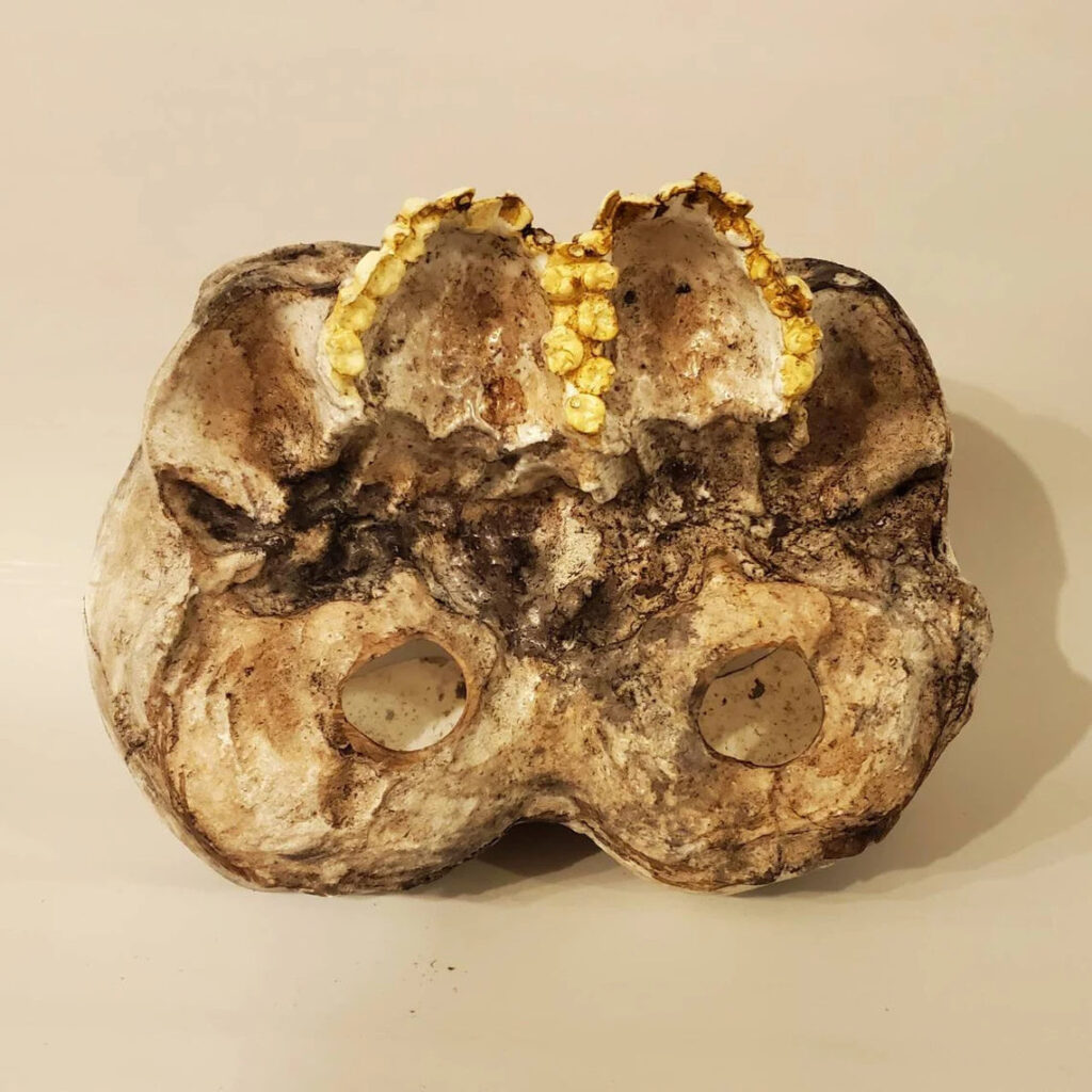 Conjoined Twins Human Skull Sculpture or Planter – NalaGila