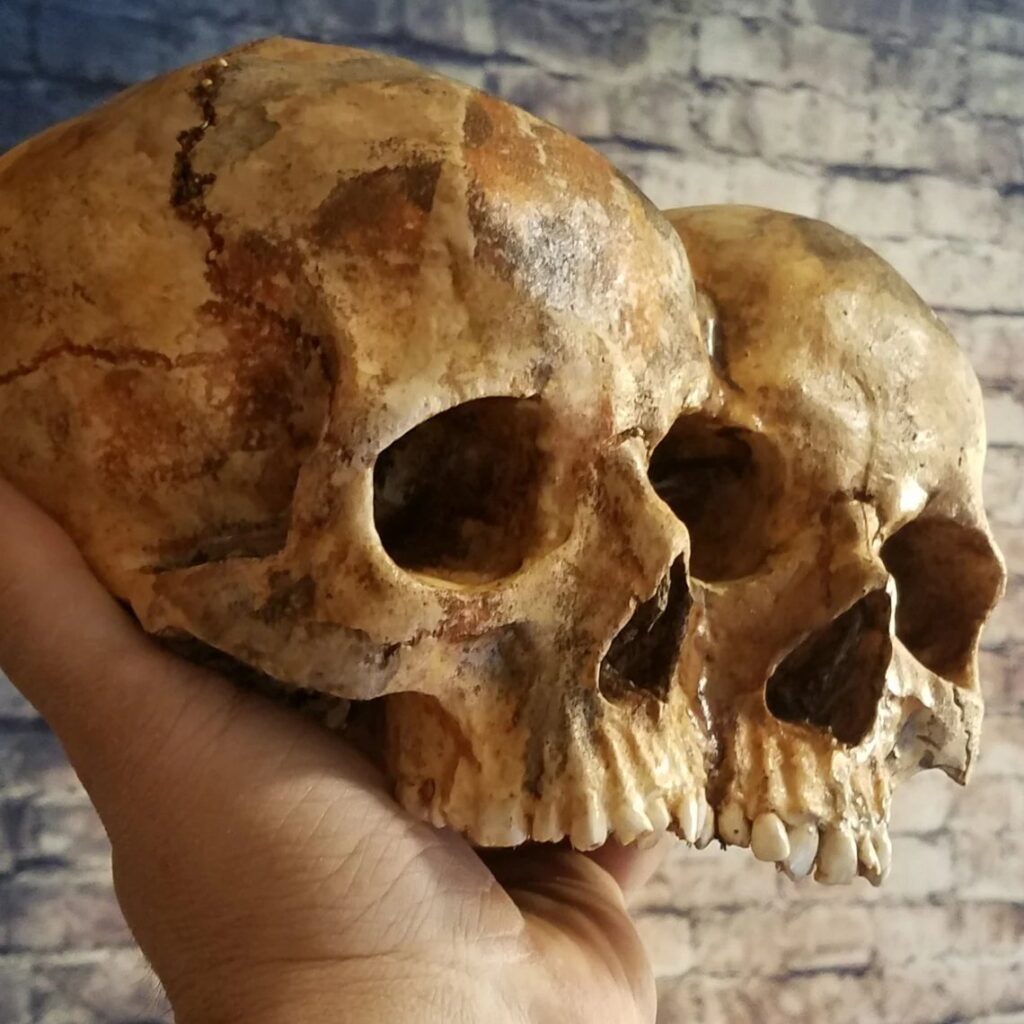 Conjoined Twins Human Skull Sculpture or Planter – NalaGila